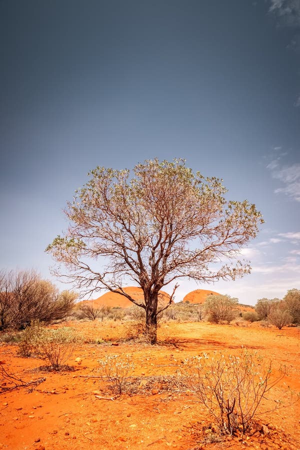 Outback Tree stock photo. Image of australia, tree, outback - 30383512