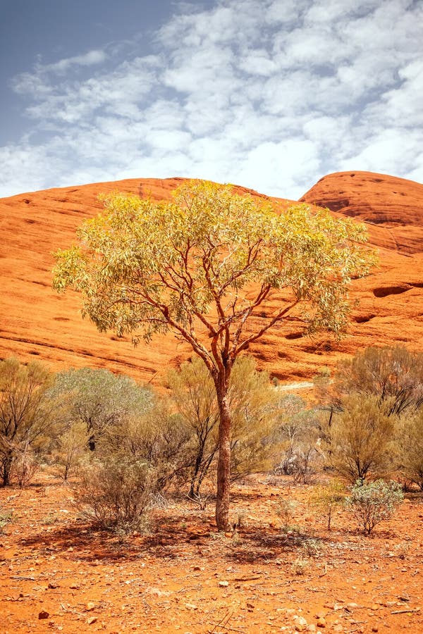 Tree of the Australia Outback Stock Photo - Image of background, bush ...