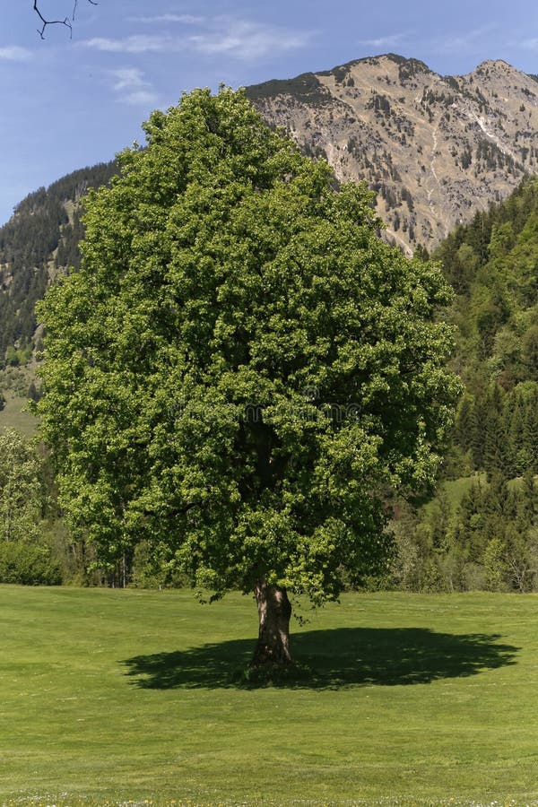 Tree in the austrian alps stock photo. Image of germany - 72738108