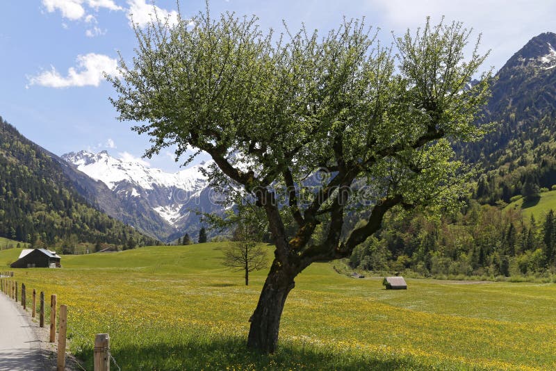 Tree in the austrian alps stock image. Image of austrian - 72738519