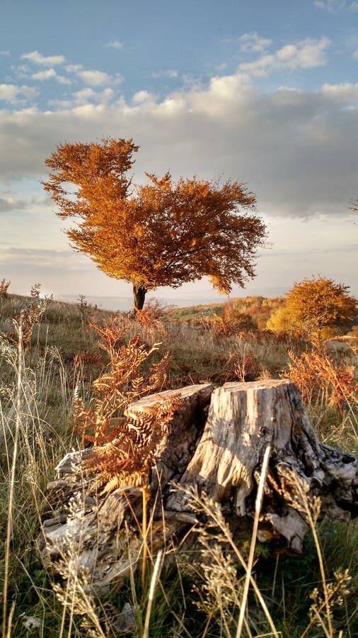 Tree Autum Log Clouds Sunset Stock Image - Image of vegetation, plant ...