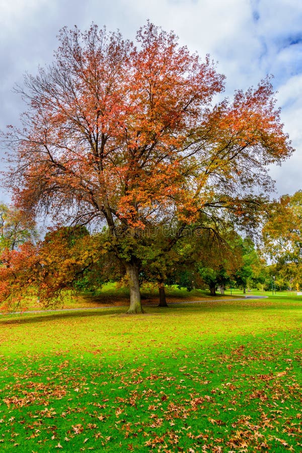 Tall Tree in Autumn stock image. Image of gold, cold - 147260101