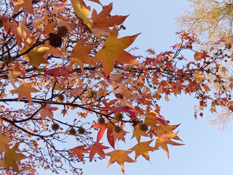 Tree in Autumn stock image. Image of tree, leaves, autumn - 262617691