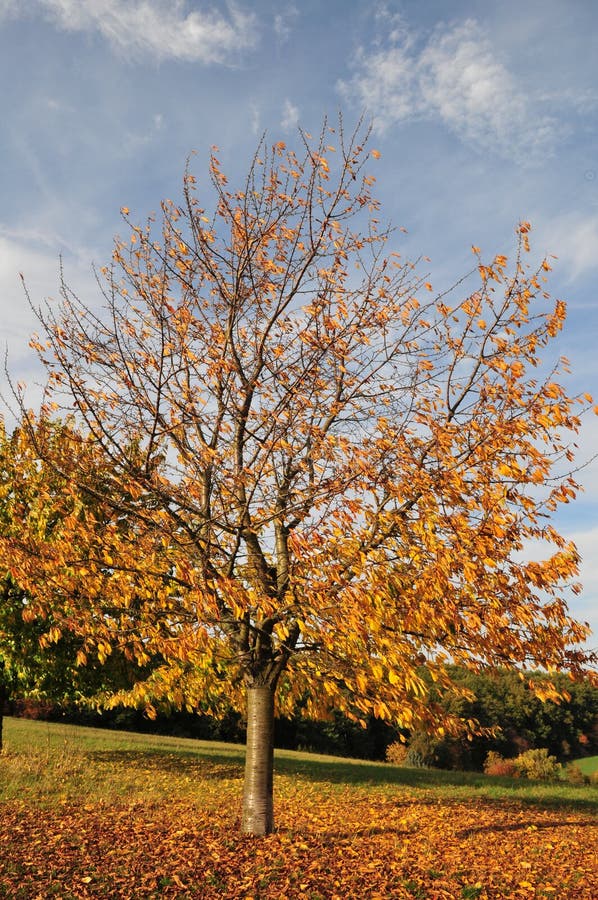 Tree in autumn stock photo. Image of autumn, nature, falling - 6788508