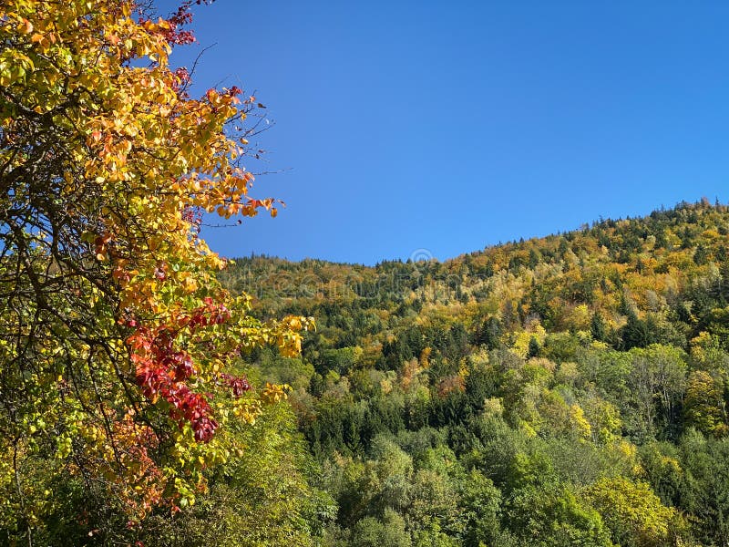 Tree in Autumn stock photo. Image of leaf, october, landscape - 161007846