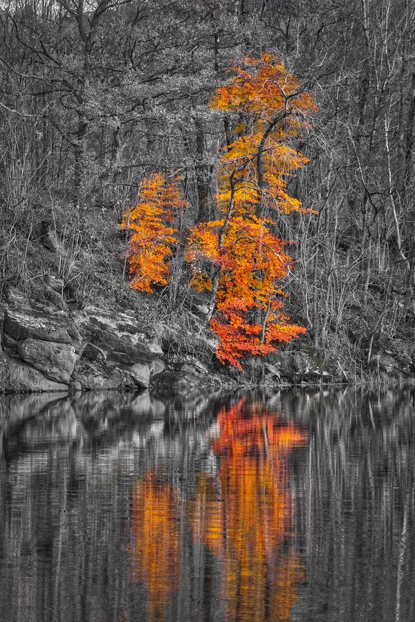 Tree in Autumn Colors - Black and White Forest. Stock Photo - Image of ...