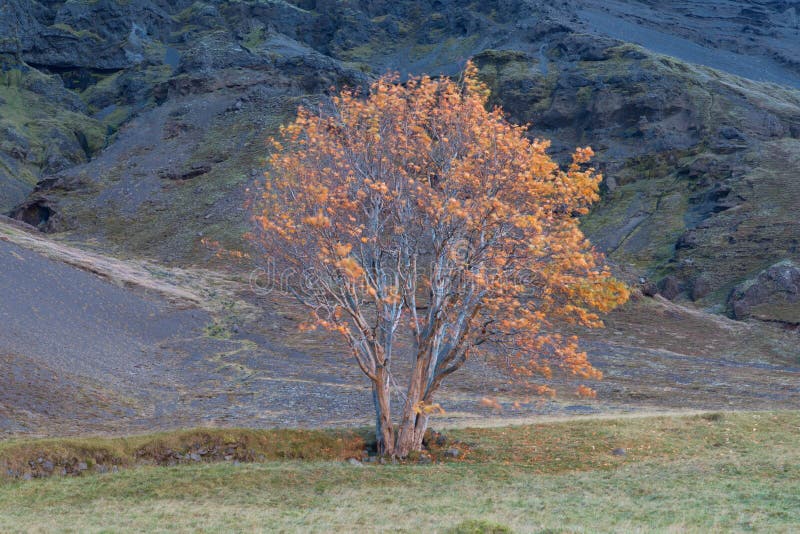 Tree in Autumn Colors a Mountain Valley Stock Image - Image of hills ...