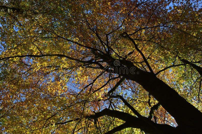 Tree in Autumn, Leaves with Fall Colors Seen from Below Stock Image ...