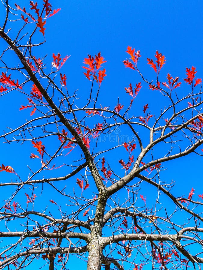 Tree in Autumn with Few Red Leaves Stock Image - Image of orange ...