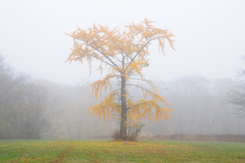 Tree in Autumn Fog stock photo. Image of solitary, park - 12399396