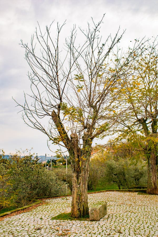 Tree in Autumn stock image. Image of autumn, tree, meadow - 203922777