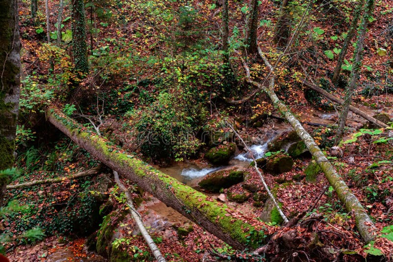 A Tree Fallen Across a Mountain Stream Like a Bridge Stock Photo ...