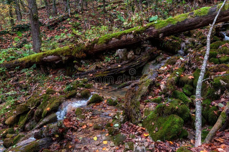 A Tree Fallen Across a Mountain Stream Like a Bridge Stock Photo ...