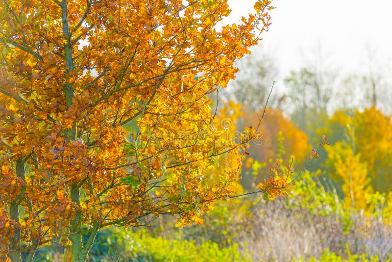 Tree in Autumn Leaf Colors in a Field in Sunlight Stock Image - Image ...