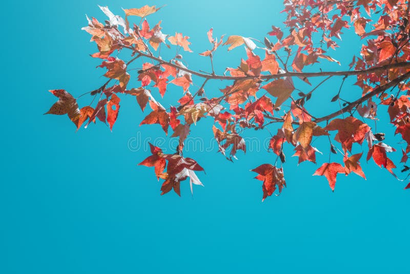 Tree Autumn Leaves on Blue Sky for Nature Background Stock Photo ...