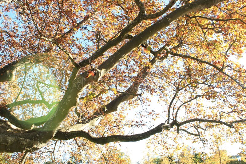 A Tree with Autumn Leaves with Sun Ray Stock Photo - Image of wood ...