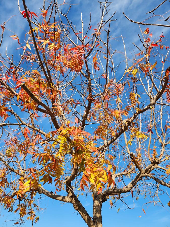 A tree with autumn leaves stock image. Image of leaf - 265867401