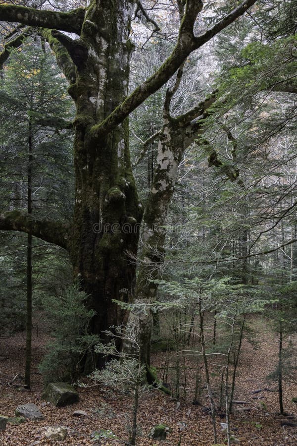 Tree in Autumn in the Middle of the Forest Stock Image - Image of ...