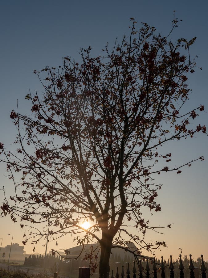 Tree at Autumn Misty Morning Stock Image - Image of bloom, dandelion ...