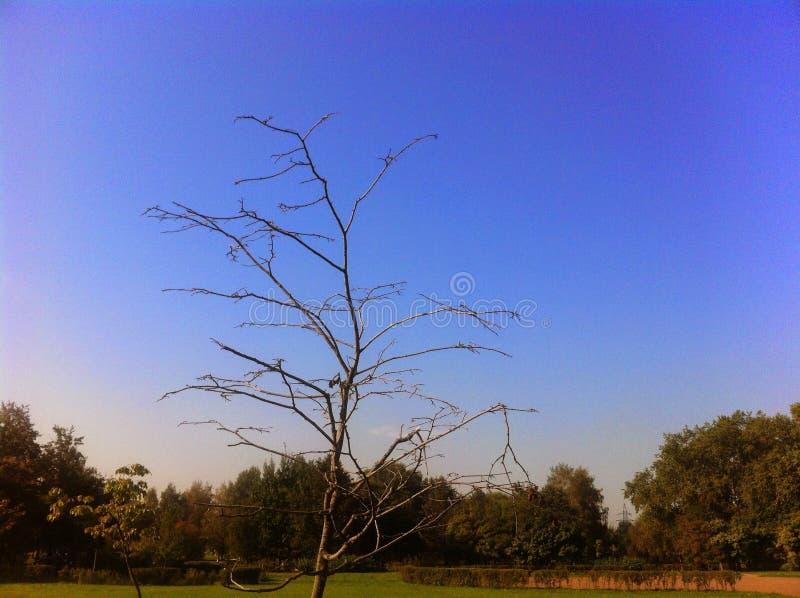Tree in autumn stock image. Image of single, background - 45836625