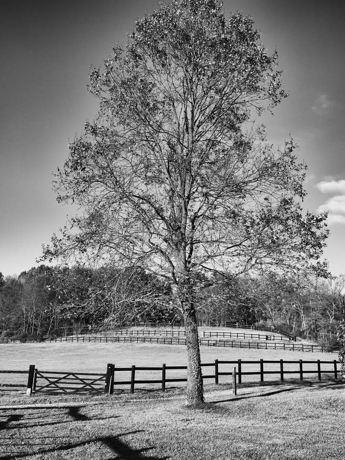 Tree on autumn paddock stock image. Image of scene, agriculture - 49847293
