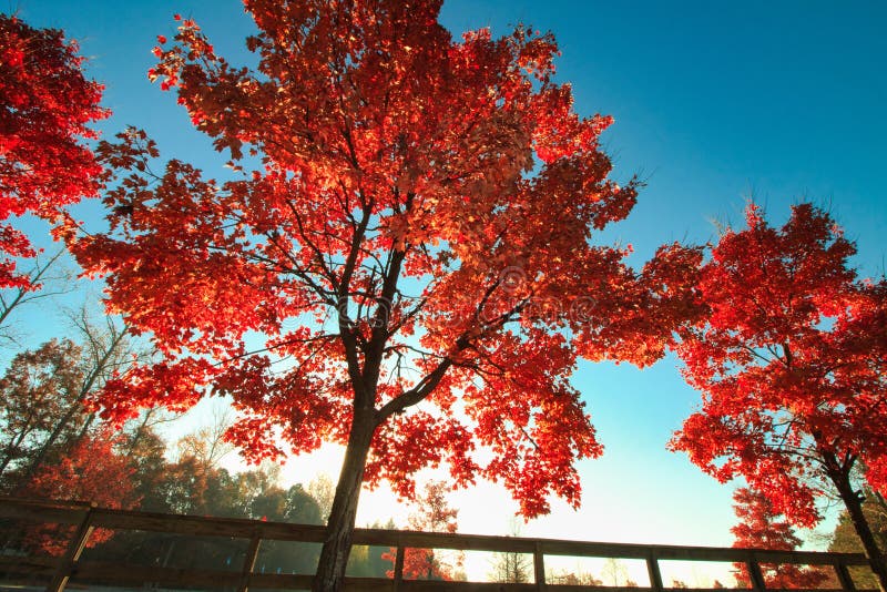 Tree in Autumn with Red Foliage Stock Image - Image of orange, green ...