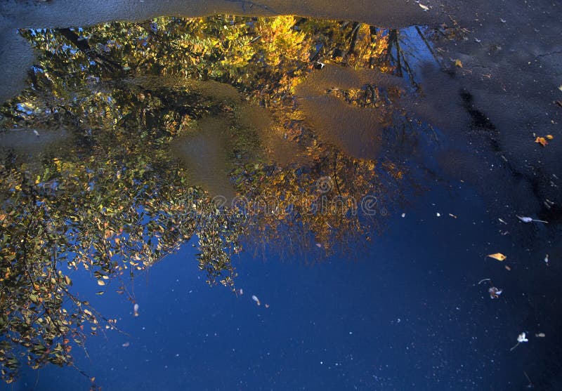 Tree with Autumn Reflected in Puddle Stock Image - Image of leaves ...