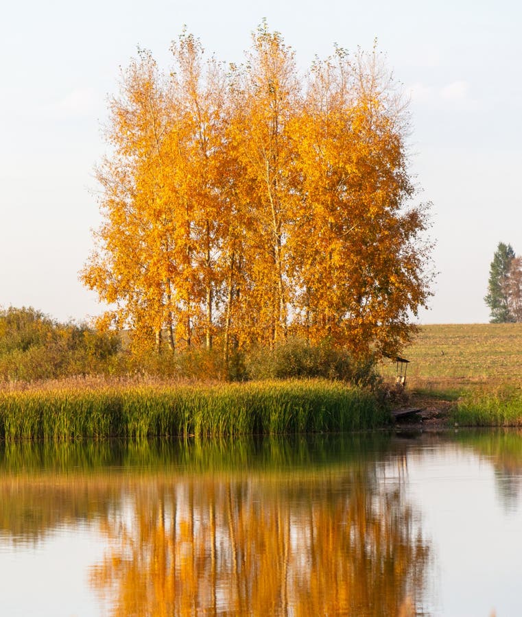 Tree in Autumn Reflection of Lake Water. Background Stock Image - Image ...