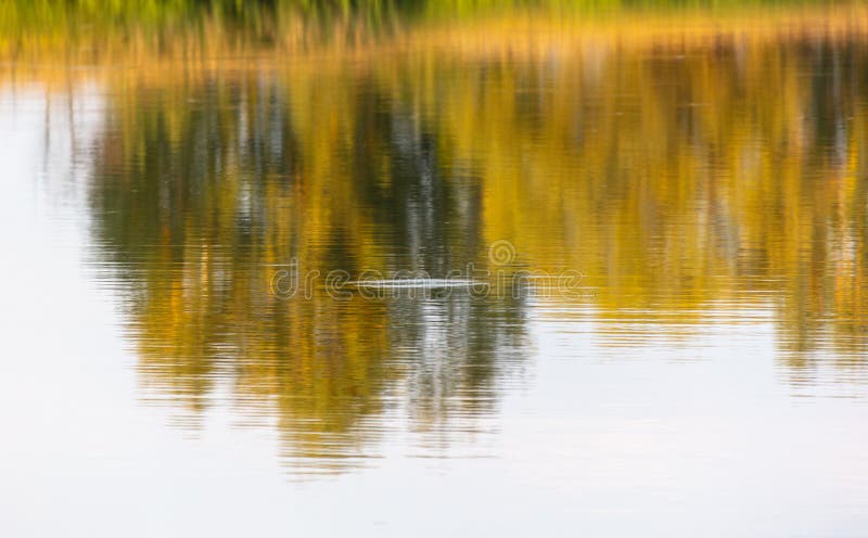 Tree in Autumn Reflection of Lake Water. Background Stock Photo - Image ...