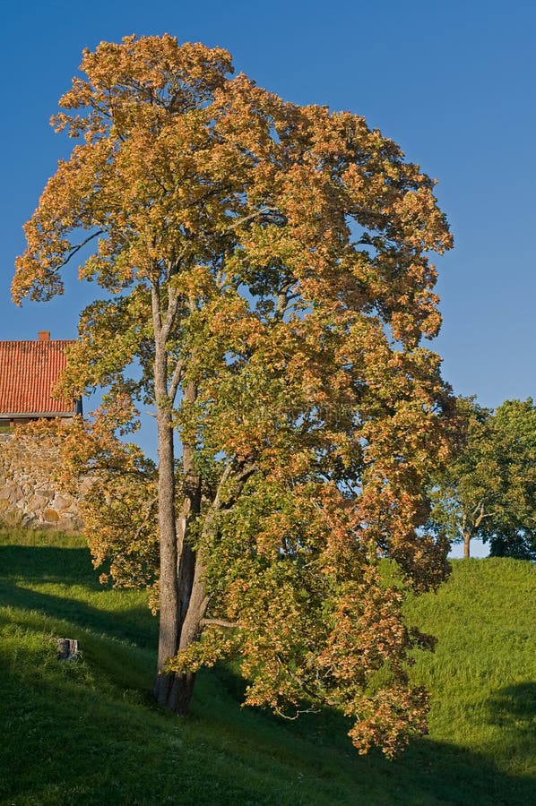 Tree in autumn season stock photo. Image of autumn, grass - 11154044