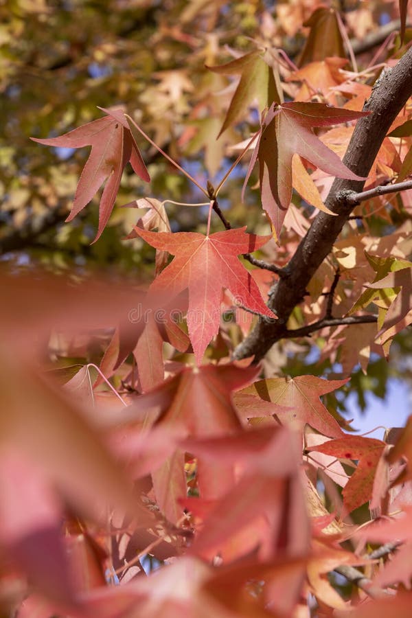 Tree in the Autumn in Sunny Weather, Beautiful Foliage of the Tree ...