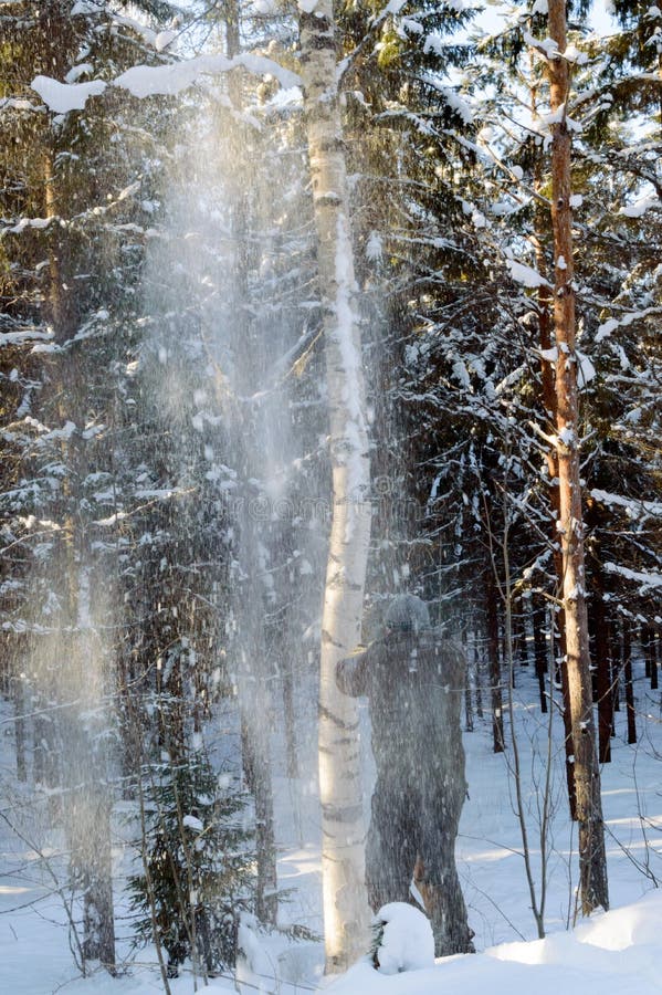 Tree Avalanche in Scandinavian Winter Forest Stock Photo - Image of ...