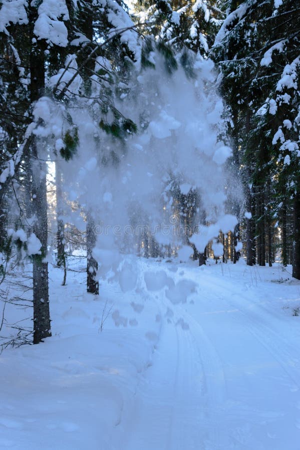 Tree Avalanche in Scandinavian Winter Forest Stock Image - Image of ...