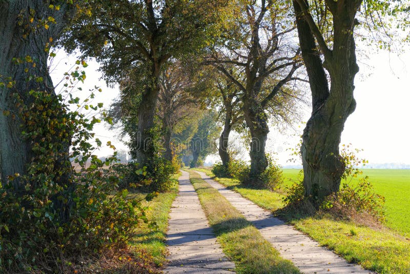 Tree Avenue in Autumn, Small Field Path Stock Image - Image of avenue ...