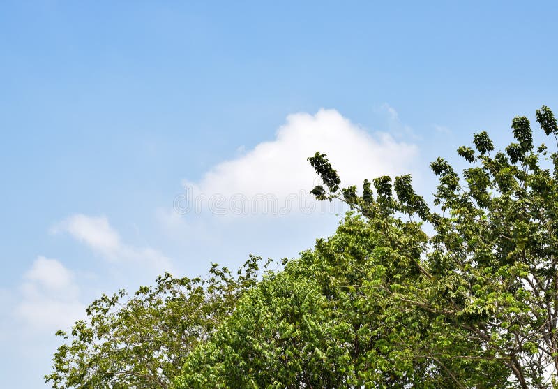 Tree and azure sky stock image. Image of scenery, sunny - 140680661