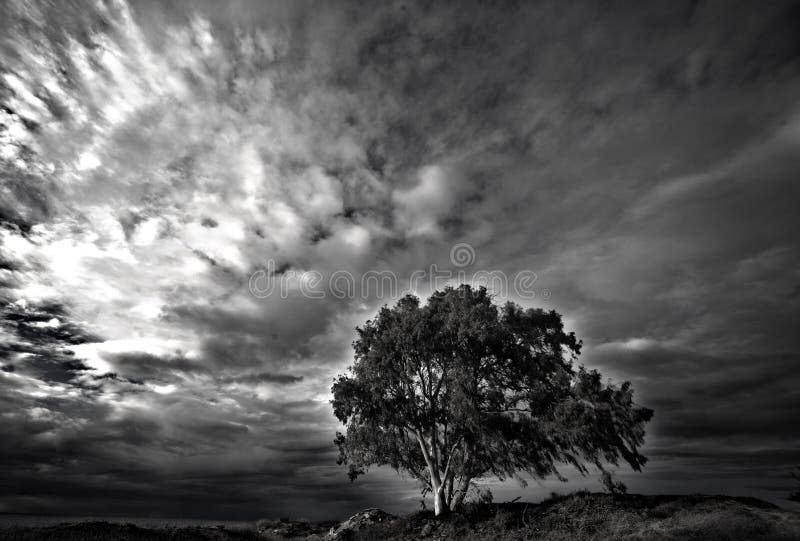 Tree in b&w stock image. Image of israel, white, rain - 448525