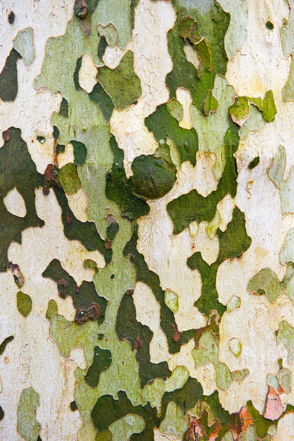 Tree back lit stock photo. Image of view, detail, trees - 78035606