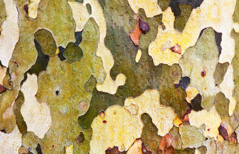 Tree back lit stock photo. Image of view, detail, trees - 78035606