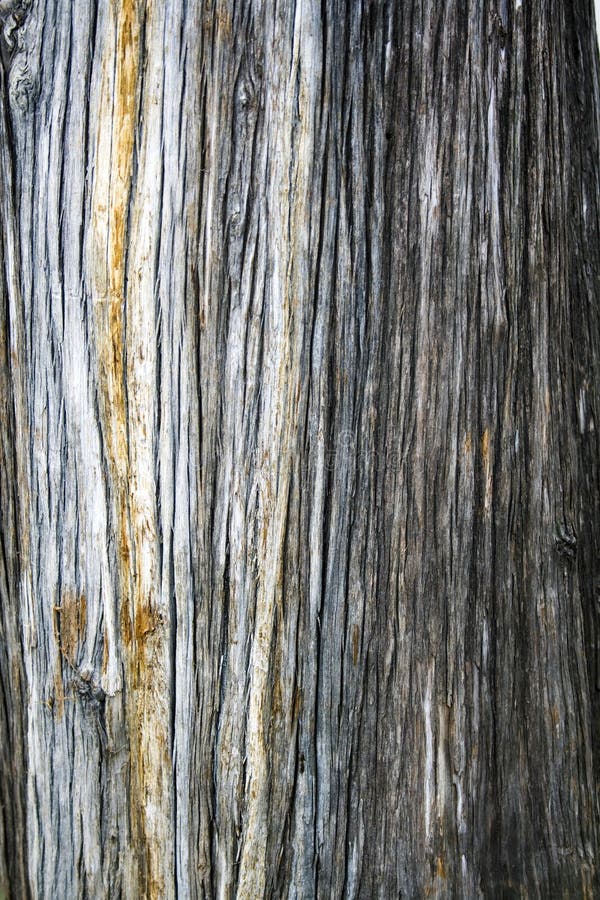 Tree back pattern texture stock image. Image of park - 14703773