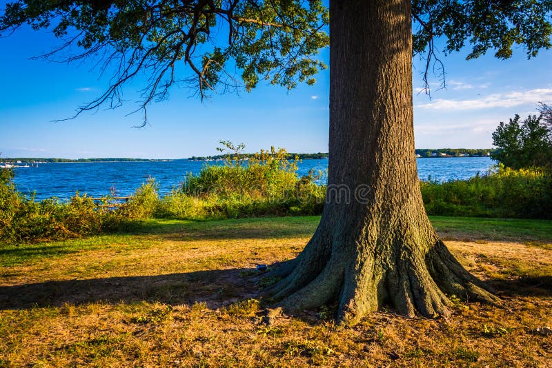 Tree and the Back River at Cox Point Park, Essex, Maryland. Stock Image ...