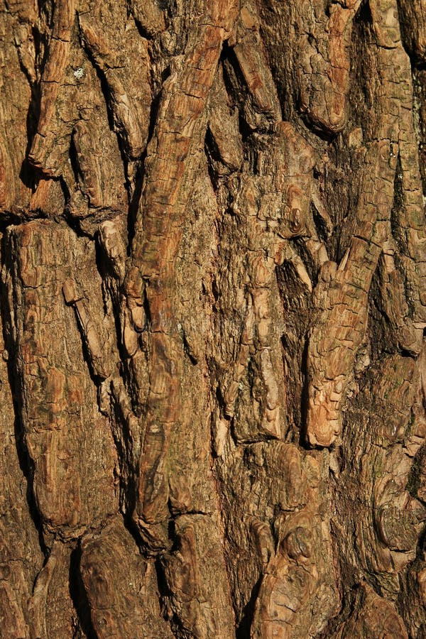 Tree back texture pattern stock photo. Image of resolution - 20624120