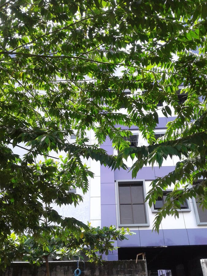 Tree stock photo. Image of tree, colour, green, back - 137480088