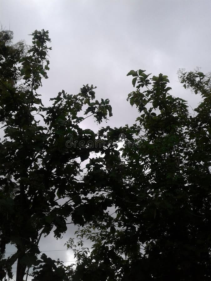 Tree stock image. Image of tree, nature, dark, green - 137480107