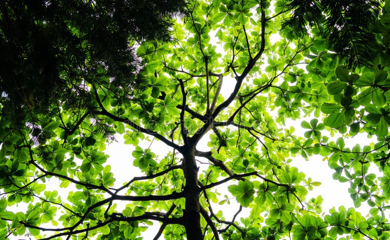 Tree backdrop with green stock image. Image of leaves - 93718095