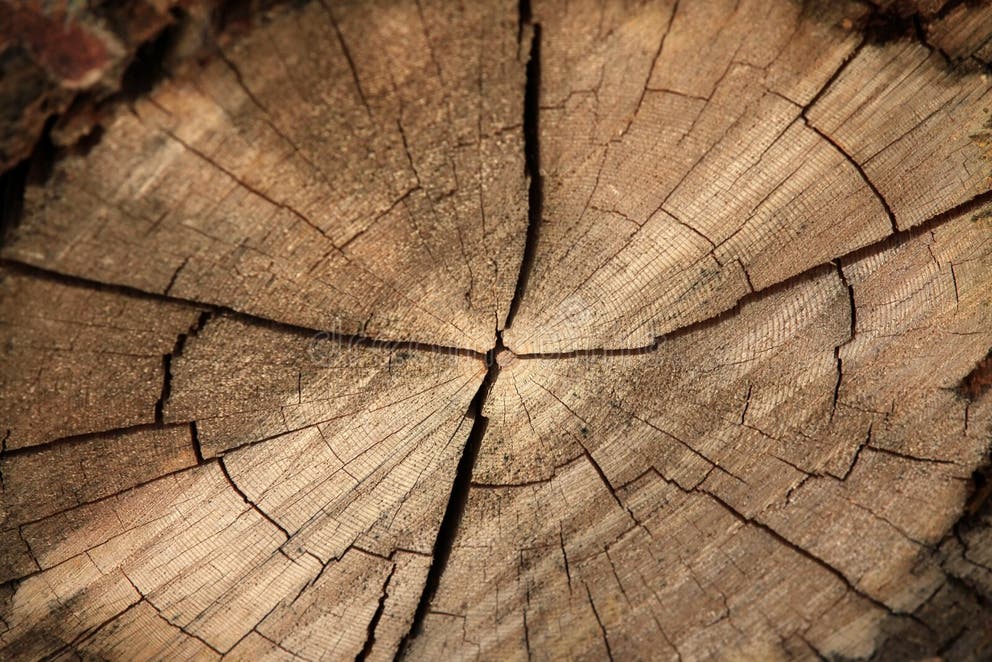 Tree backgound stock photo. Image of timber, rings, process - 35358030
