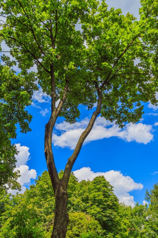 Tree on a Background of Blue Sky Stock Photo - Image of cirrus, sunny ...