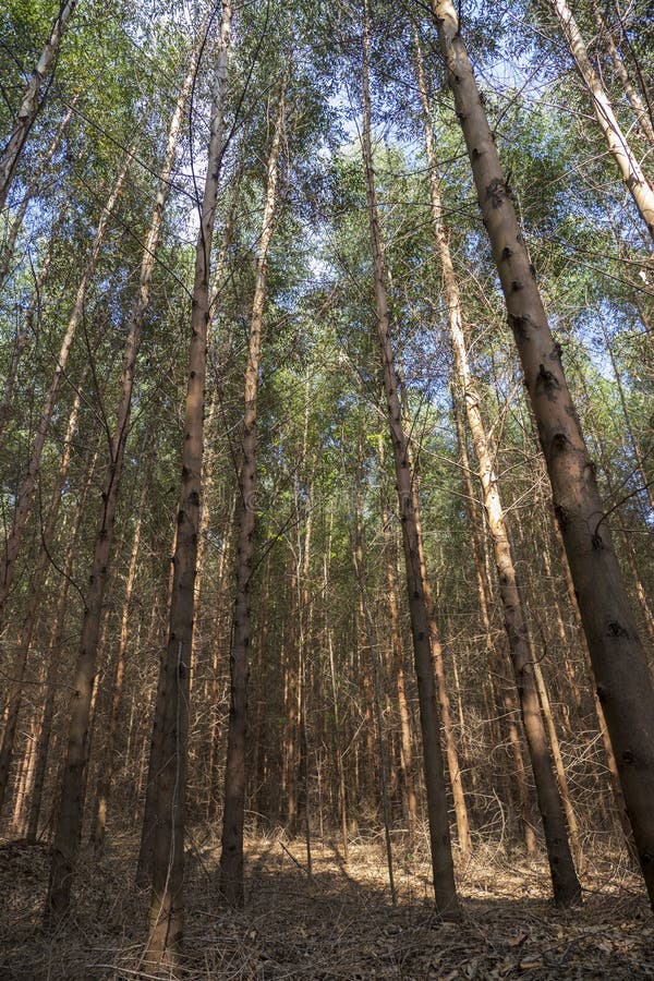 Tree background stock photo. Image of tree, outdoor, background - 80663312