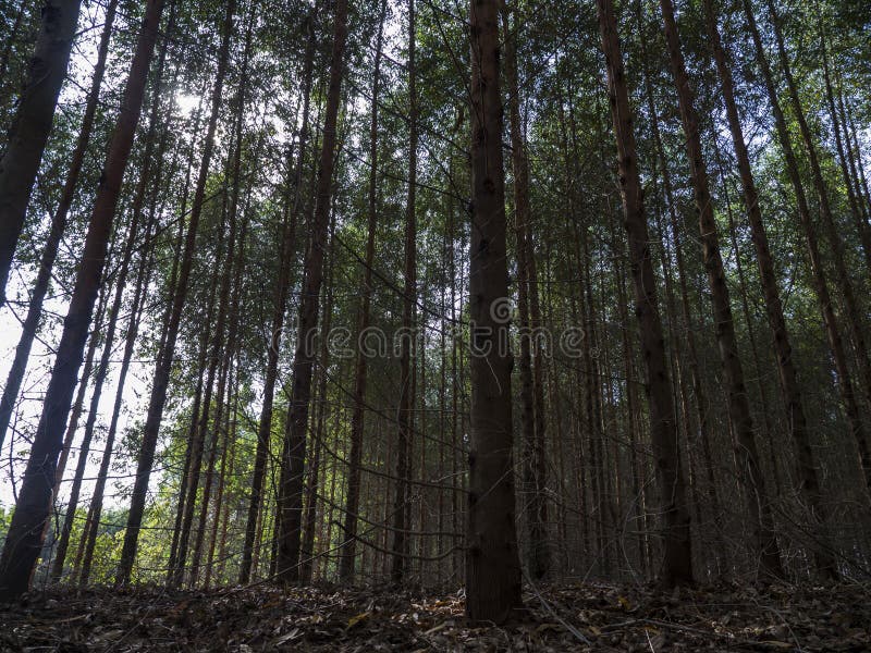 Tree background stock image. Image of plants, nature - 80633489