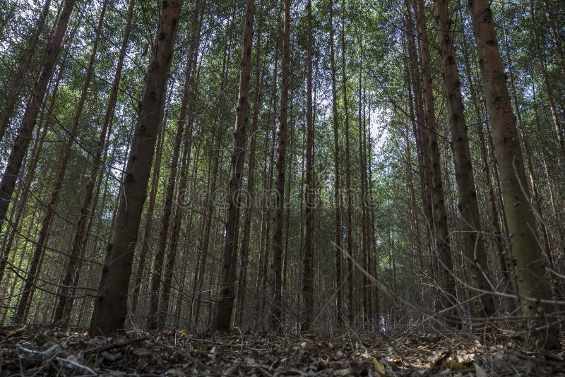 Tree background stock image. Image of environment, plant - 80634493