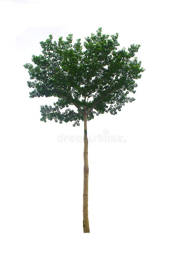 Tree Background isolation stock photo. Image of collection - 97046270